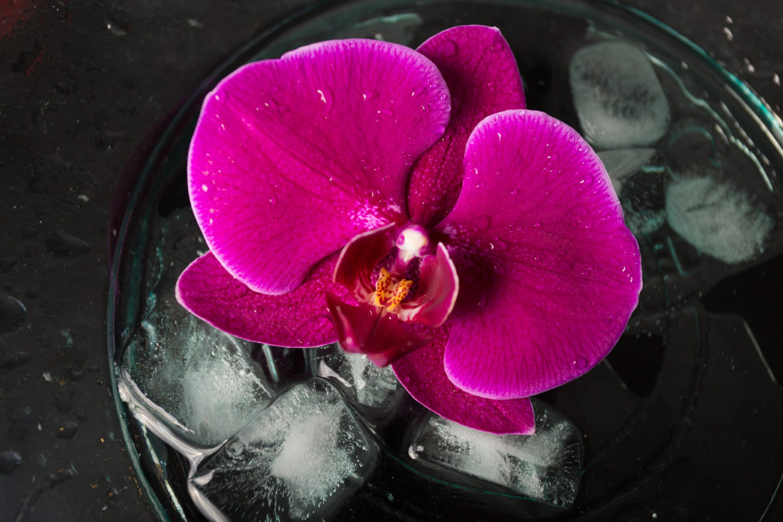 Can Orchids Be Watered With Ice Cubes at Mildred Urban blog